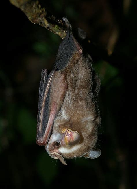 19 Of The Cutest Bat Species Bat Species Cute Bat Fear Of Flying