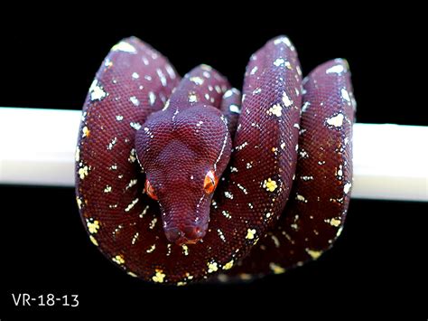 Green Tree Python Breeding Projects Viridispython
