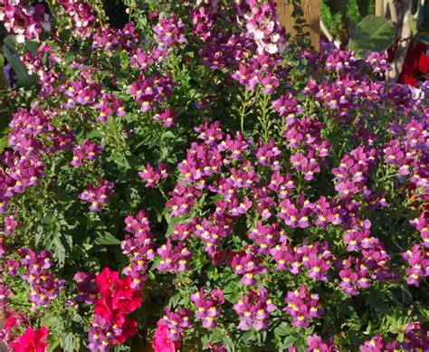 Nemesia Fruticans 'Aromance Mulberry' - Greenhouse Product News