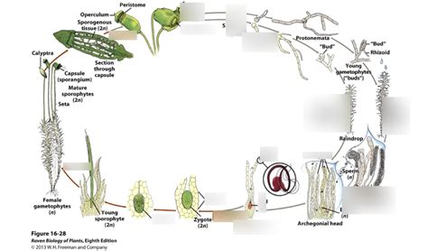 Moss Life Cycle Diagram Quizlet