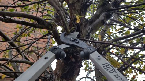 How To Prune A Tree A Step By Step Guide To Revitalising Your Trees Top Ten Reviews