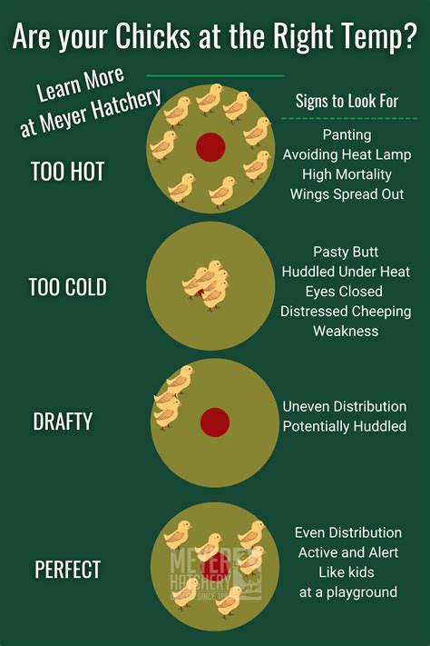 Chicken Brooding 101 How To Raise Chicken Chicks From Arrival To