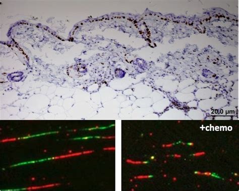 Una Nueva Ventana Para El Desarrollo De Fármacos Contra El Cáncer