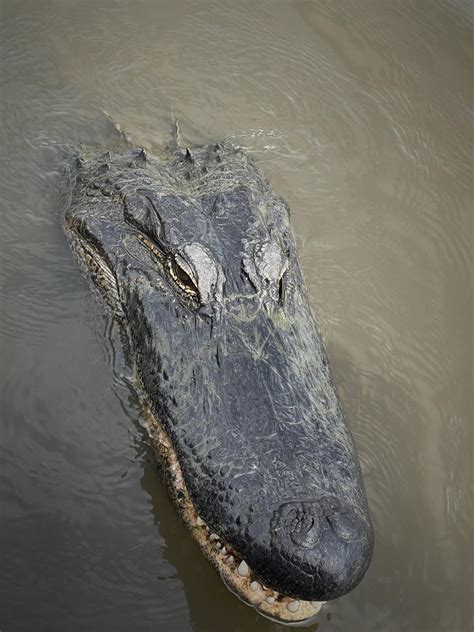 Up Close Of American Alligator R Wildlifephotography