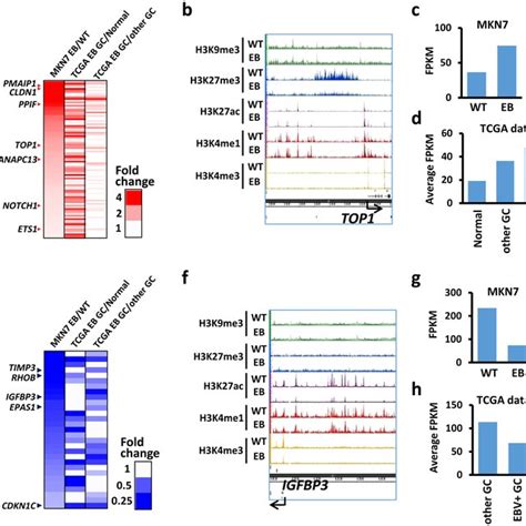 Post Meiotic Sex Chromatin A Immunofluorescence Pictures Of A Round
