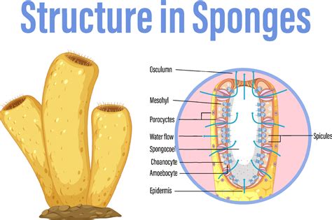 Sponge Diagram