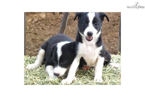 Mcnab Dog Photo Meet Mcnab Male Scout A Cute Mcnab Puppy For Sale