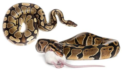 Ball Python Diet Feeding Guidelines And Tips