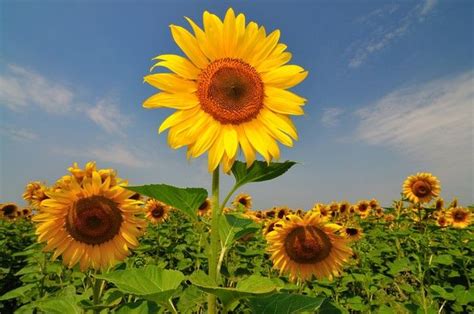 맑은 날에 푸른 하늘 배경 위에 필드에 녹색 잎 여름 노란 해바라기 농업 자연 배경 질감 및 벽지 프리미엄 사진 Summer Yellow Yellow