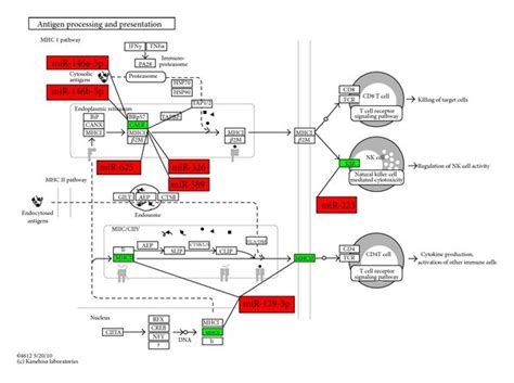 Antigen Processing And Presentation Pathway Download Scientific Diagram