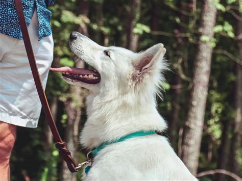 Faithfully Yours Dog Training | Florence, MS