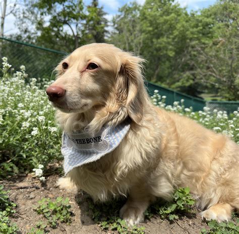 Dachshund Golden Mix