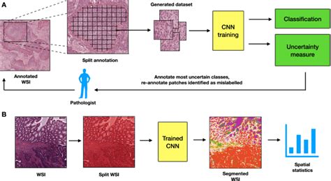 Ara Accurate Reliable And Active Histopathological Image
