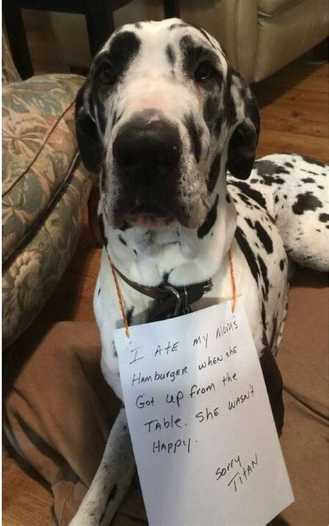 Great Dane Funny Pictures