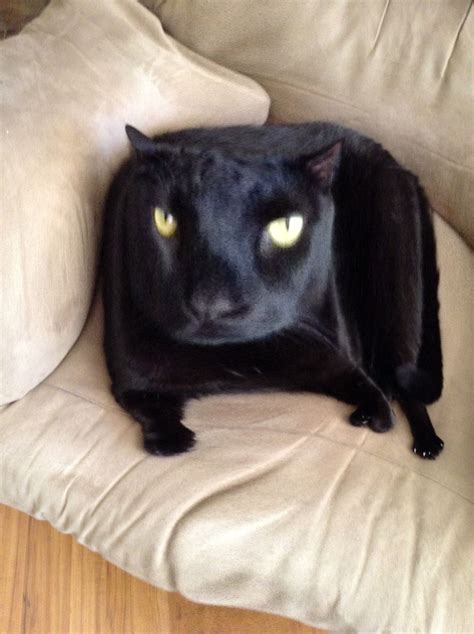 Miley Lilly Tate My Cat P Cats Dogs Animals