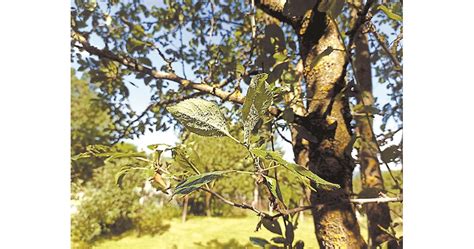 Как да спасите овошките от листни въшки Български Фермер