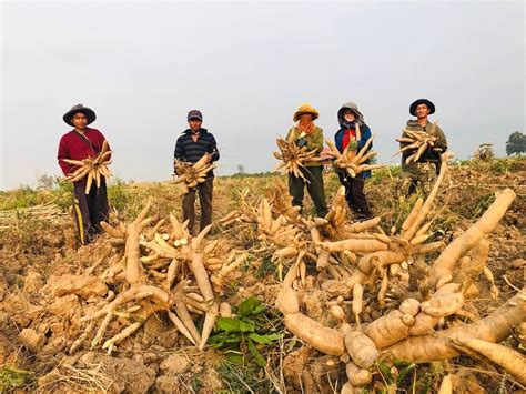 ក្រុមហ៊ុនផលិតចំណីសត្វចំនួន៦ ចុះកិច្ចព្រមព្រៀងទិញពោត និងដំឡូងមី ២៧ម៉ឺនតោន