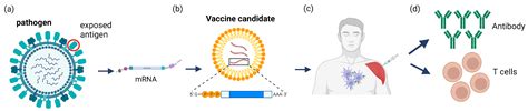 Recent Developments In Vaccine Design From Live Vaccines To Recombinant Toxin Vaccines