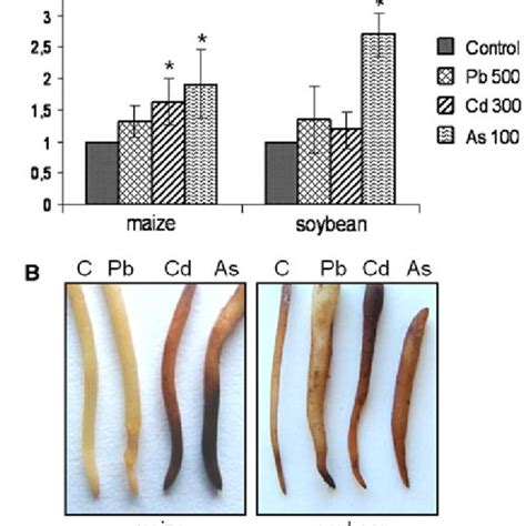 Morphological Symptoms Of Roots Of Soybean Glycine Max And Maize Zea Download Scientific