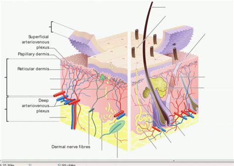Unit 3: Labeling Skin Cross Section Diagram | Quizlet