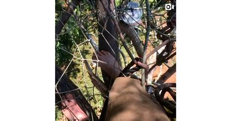 Interview With A Tree Sitter
