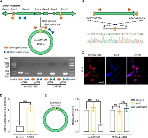 Characterization Of Circ 0001380 As A Circular Rna In Myocardial Cells Download Scientific