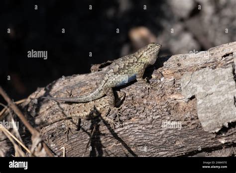 Male Reptile Lizard Has Female Mate Under His Leg In A Reproductive