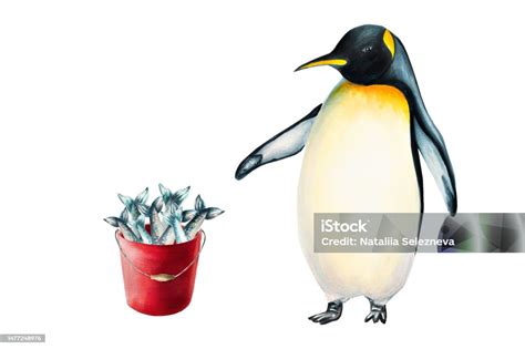 물고기로 가득 찬 빨간 양동이를 가진 수채화 킹 펭귄 디자이너 장식 엽서 포장지 스크랩북 표지 및 로고 초대장 포스터 및 직물