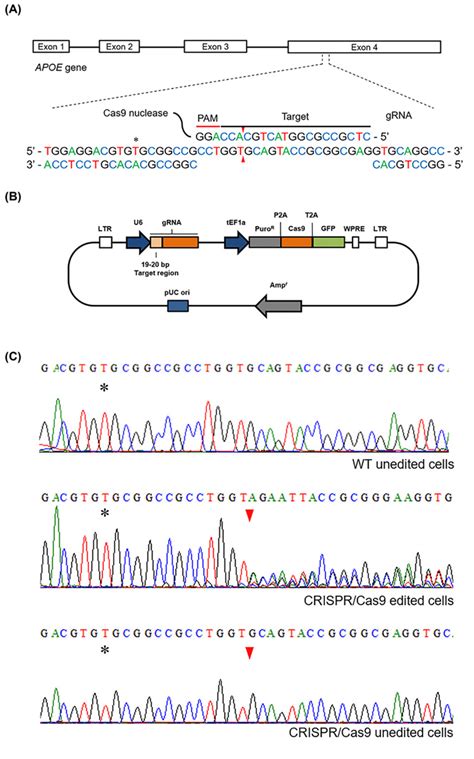 Crispr Cas9 Design Plasmid And Sequencing A Schematic Diagram Of The Download Scientific