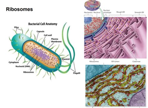 Biology Lecture 15 Microbiomes Flashcards Quizlet