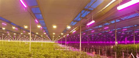 Hybrid Grow Light Systems Combining LED HPS P L Light Systems
