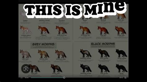 My Therian Type Youtube