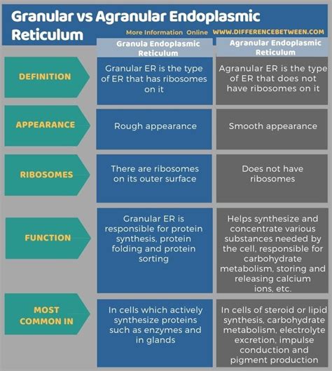 Kinds Of Endoplasmic Reticulum Agranular And Granular Endoplasmic