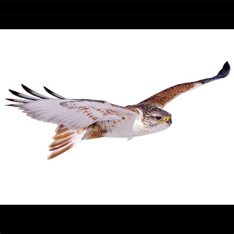 Ferruginous Hawk Buteo Regalis Identification Birda