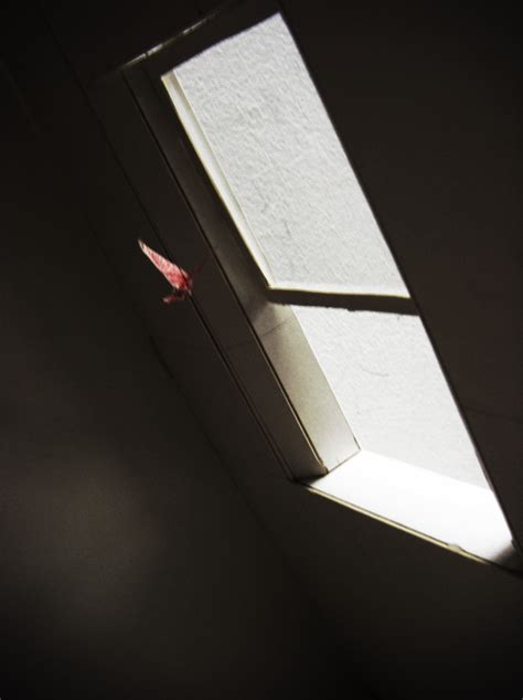 Codys Dreams By Biro Boi On Deviantart