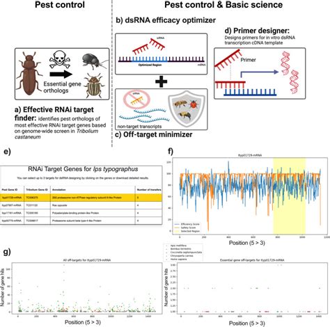 Optimizing Dsrna Sequences For Rnai In Pest Control And Research With