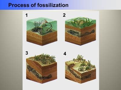 Fossilization Janeidy Science