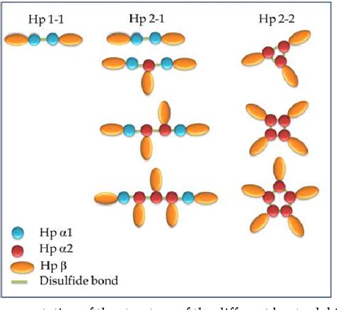 Figure 1 From 10 Haptoglobin Function And Regulation In Autoimmune