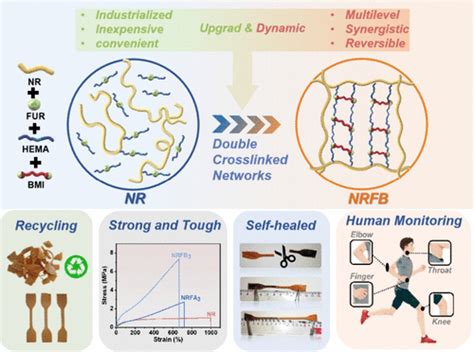 Self Healing Natural Rubber Based On The Double Cross Linked Networks