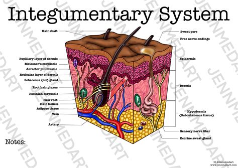 Printable Integumentary System Labeling Worksheet Printable Word Searches
