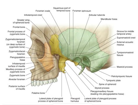 Lecture 9 Temporal Fossa Flashcards Quizlet