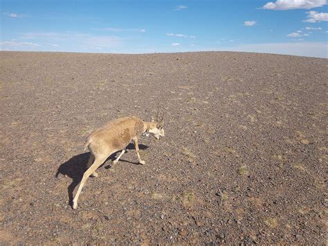 Таван монгол бөхөнд сансарын дохиолол бүхий хүзүүвч зүүлээ Wwf