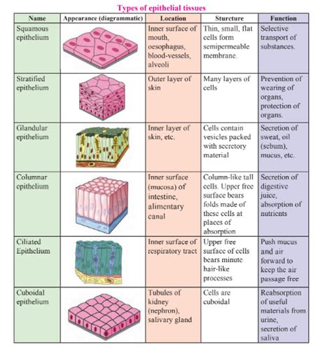 Epithelial Tissue With Labeled Squamous Cuboidal And Columnar Examples