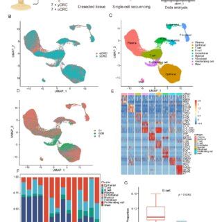 Overview Of ScRNA Seq Analysis Of YCRC And OCRC A Schematic Diagram Download Scientific