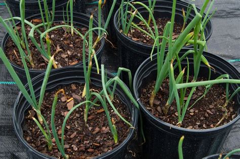 Opera Reopens To An Audience Of Plants