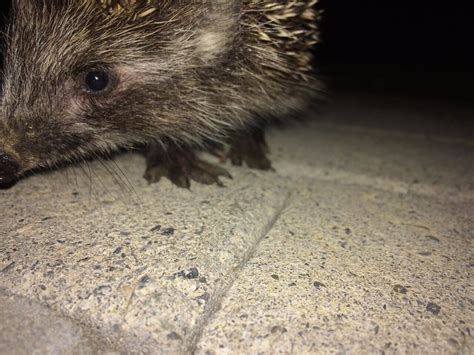 Одним вечером Пикабу