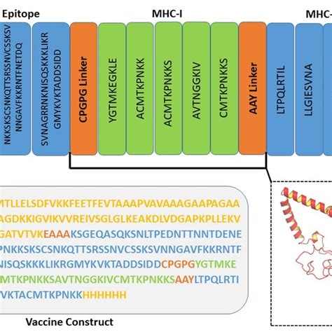A Graphical Representation Of Vaccine In 3d The Adjuvant And Download Scientific Diagram