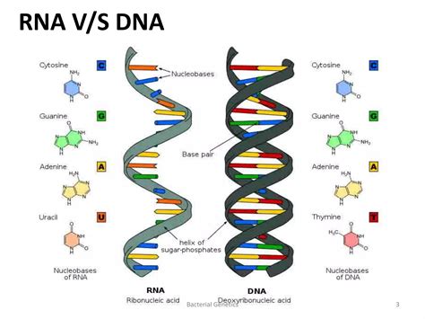 Types And Structure Of Prokaryotic Rna Ppt