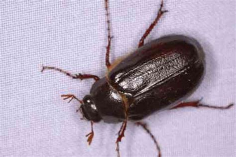 Mayate De Mayo Phyllophaga
