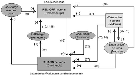 Schematic Diagram Of A Model For REM Sleep Regulation The Numbers In Download Scientific